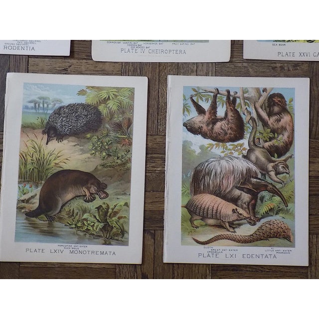 Antique 19th Century Lithographs - Animals/Fauna - Set of 11 | Chairish