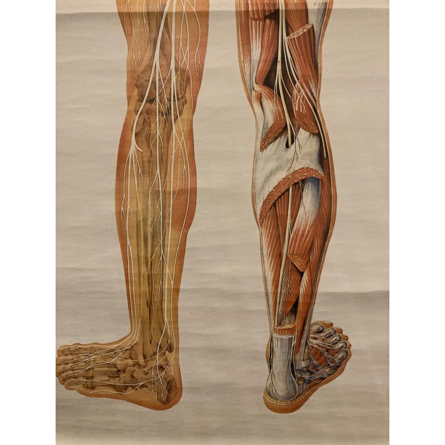 Anatomical Pull-Down Chart of the Human Body, Nervous System , Spine ...