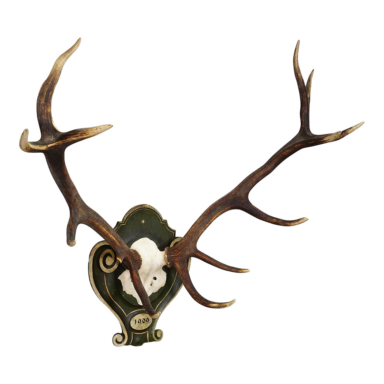 Black Forest Uneven 14 Pointer Red Deer Trophy on Wooden Plaque 1909 ...