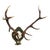 Black Forest Uneven 14 Pointer Red Deer Trophy on Wooden Plaque 1909 ...