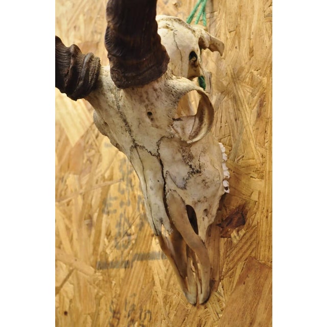 Vintage Impala African Antelope Cranium Skull Horn Mount Wall Taxidermy ...