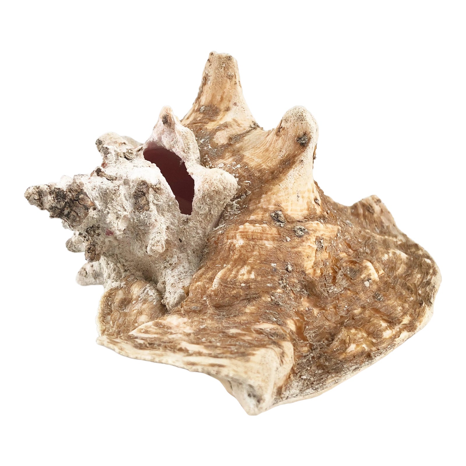 Natural Weathered Large Conch Shell | Chairish