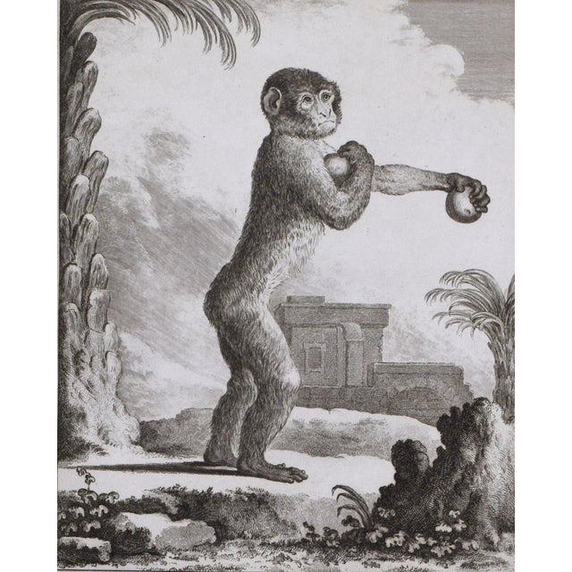 18th Century Original French Monkey Engraving by Buffon 1789 | Chairish