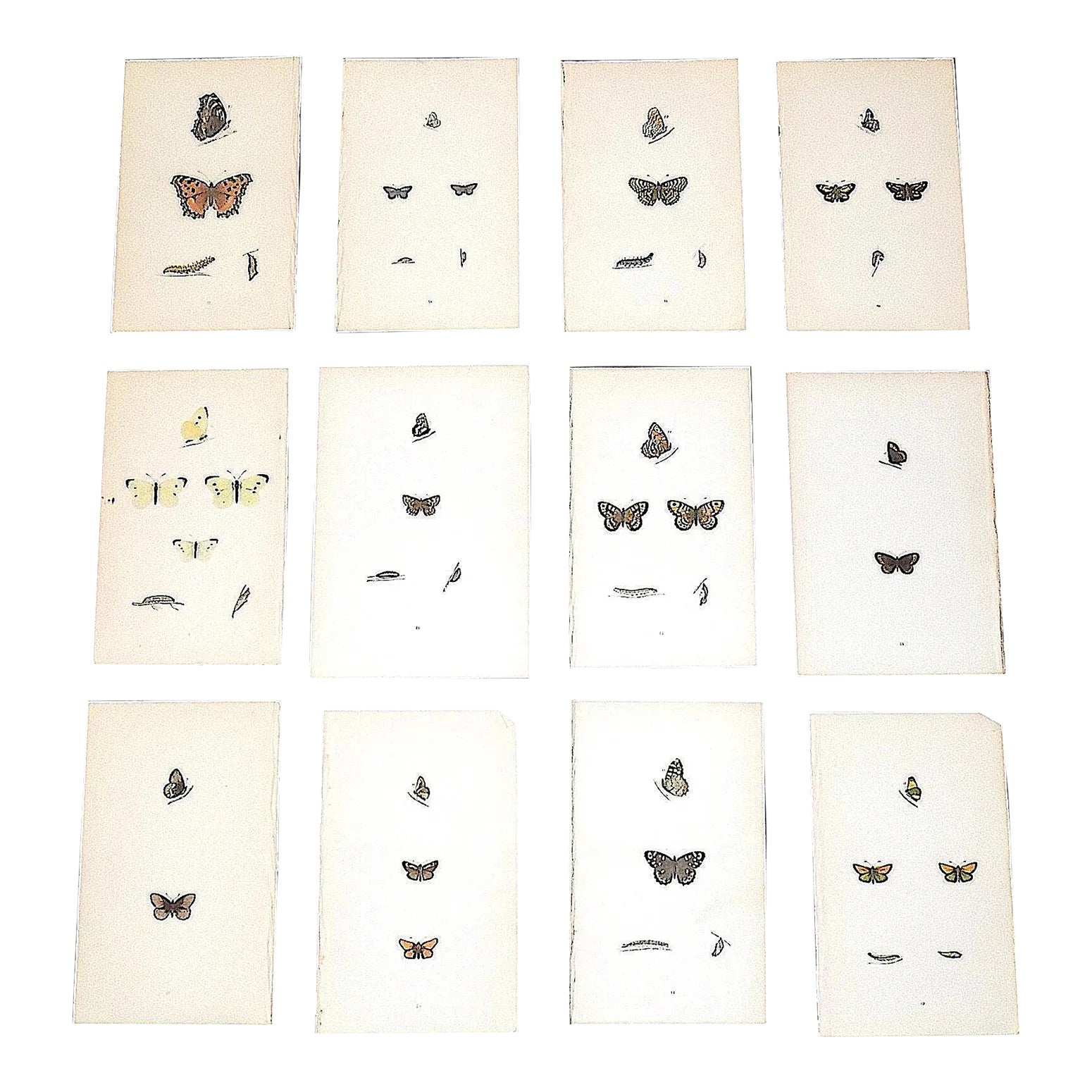 Antique 19th Century Hand Colored Butterfly Lithographs - Set of 12 ...