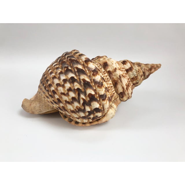 Large Vintage Triton Trumpet Seashell | Chairish