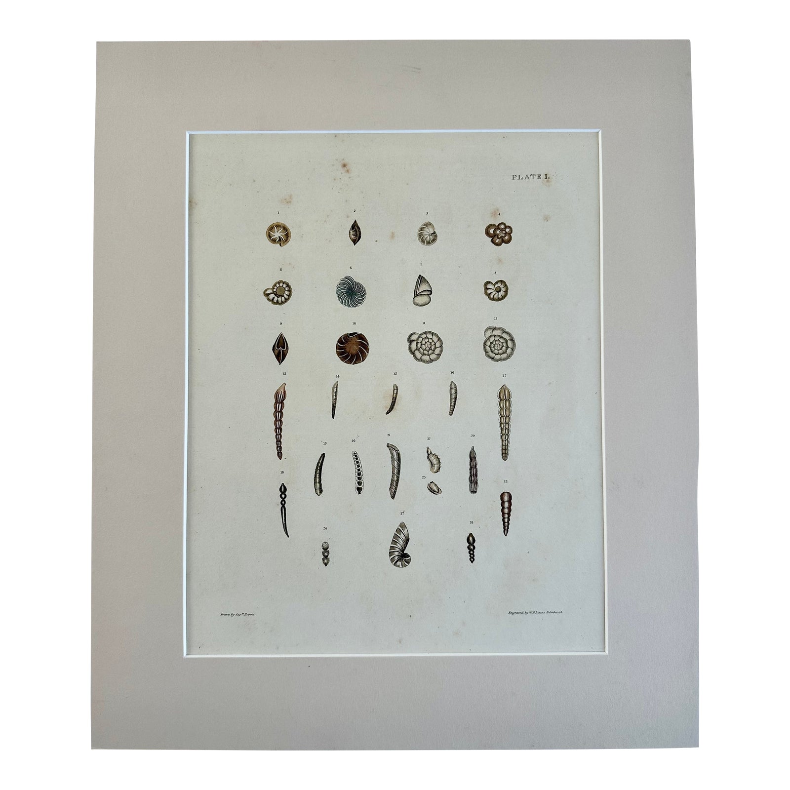 Auger Shells, 19th Century Print (Unframed) | Chairish