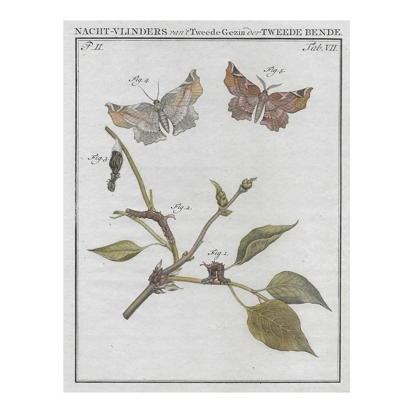 1762 Antique Dutch Butterfly and Moth Engraving | Chairish