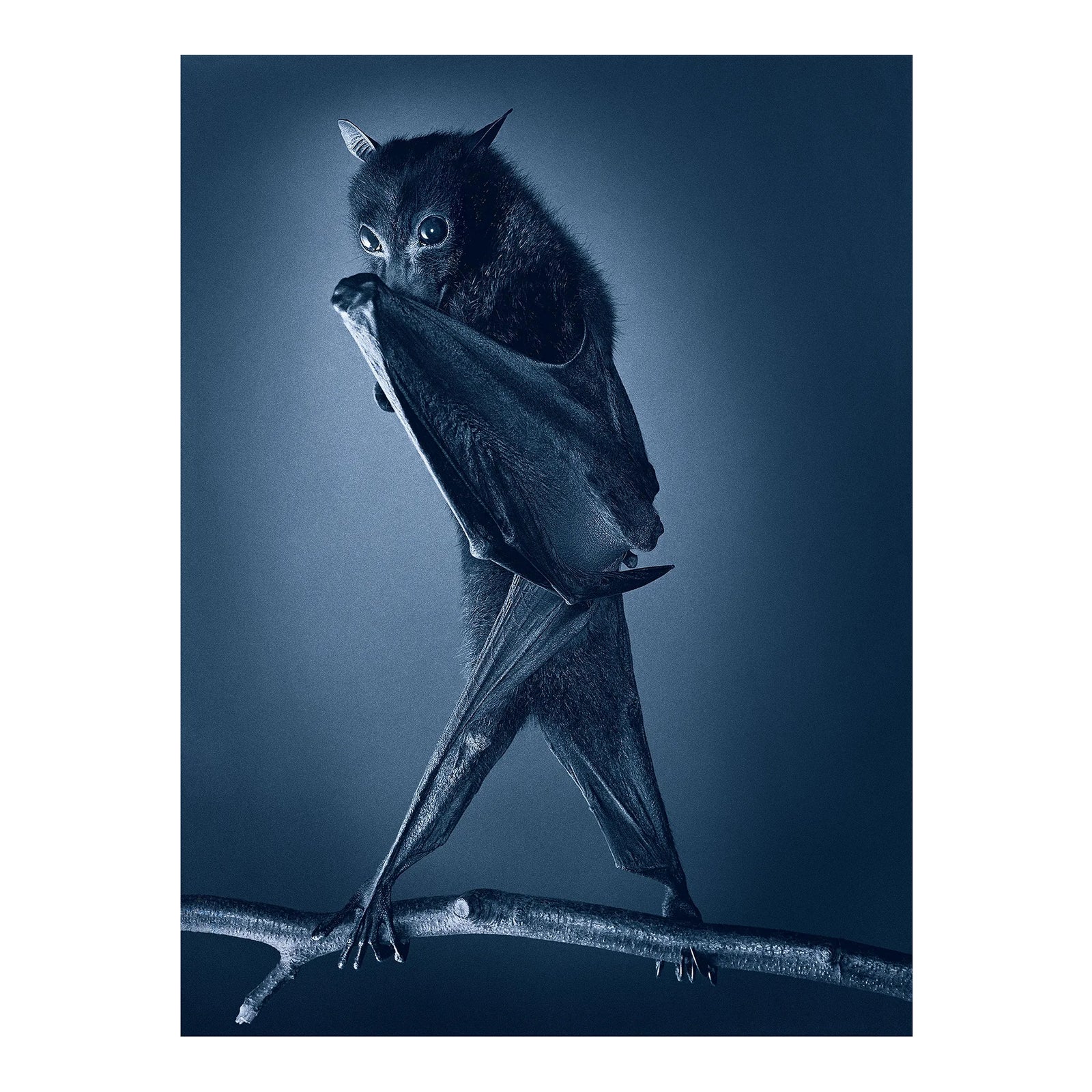 Tim Flach, Opera Bat, C-Type Photograph Print | Chairish