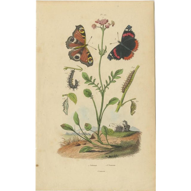 E. Guérin, Butterfly with Caterpillars, 1835, Engraving, Set of 2 ...