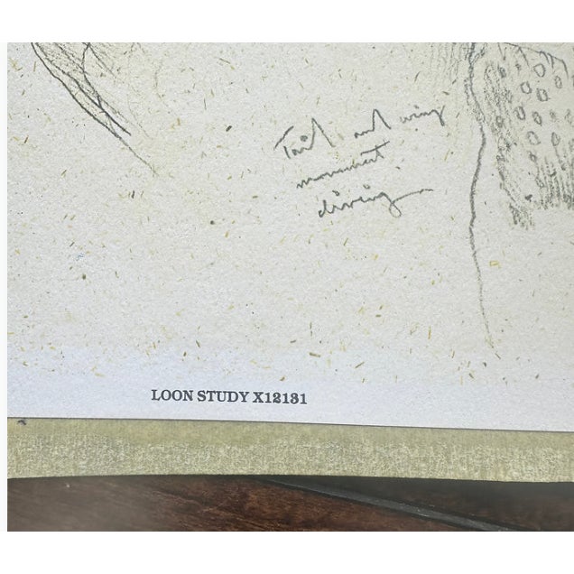 1960s Martin Glen (M.G.) Loates, Common Loon Study Drawing | Chairish