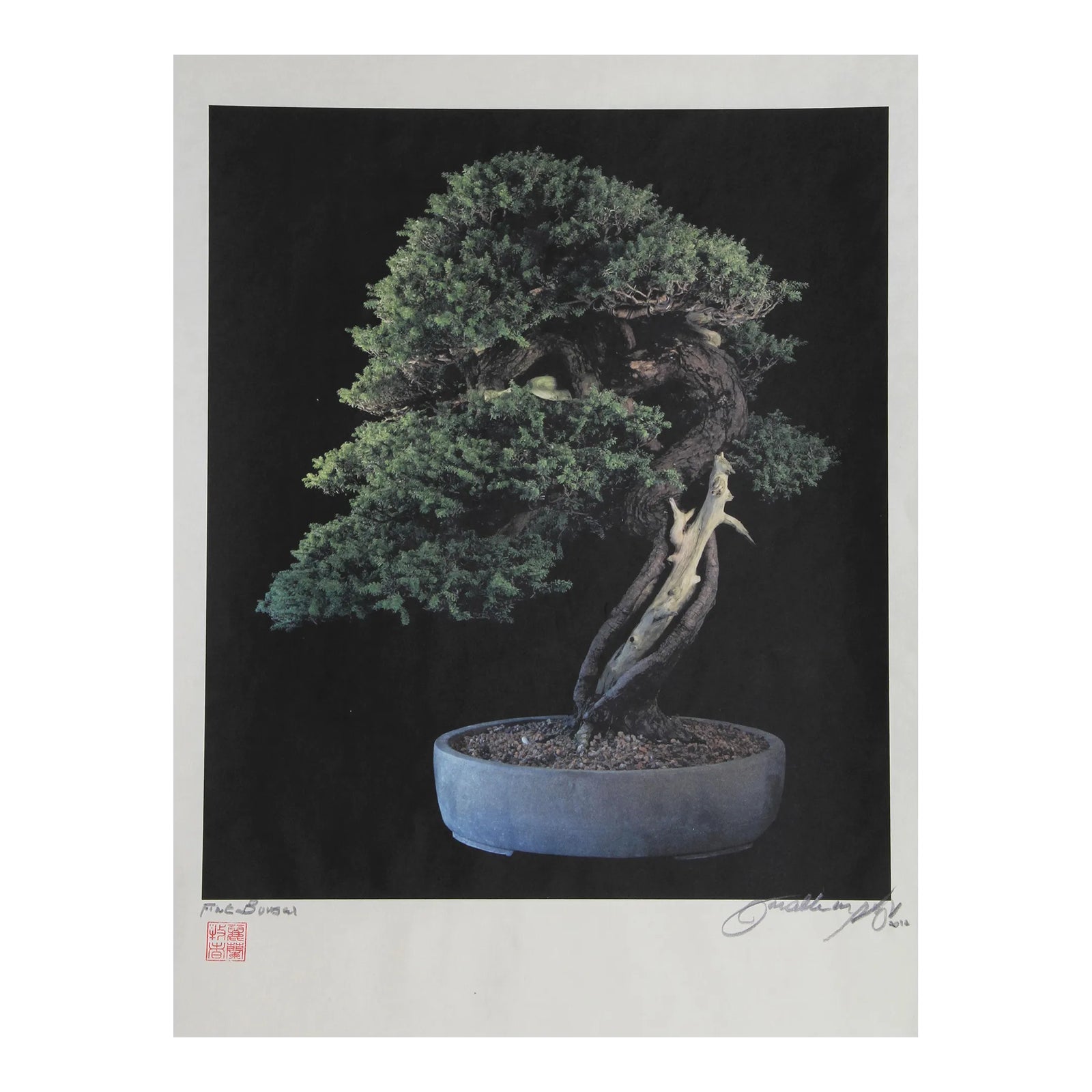 Fine Bonsai #5, Jonathan Singer, Photography | Chairish