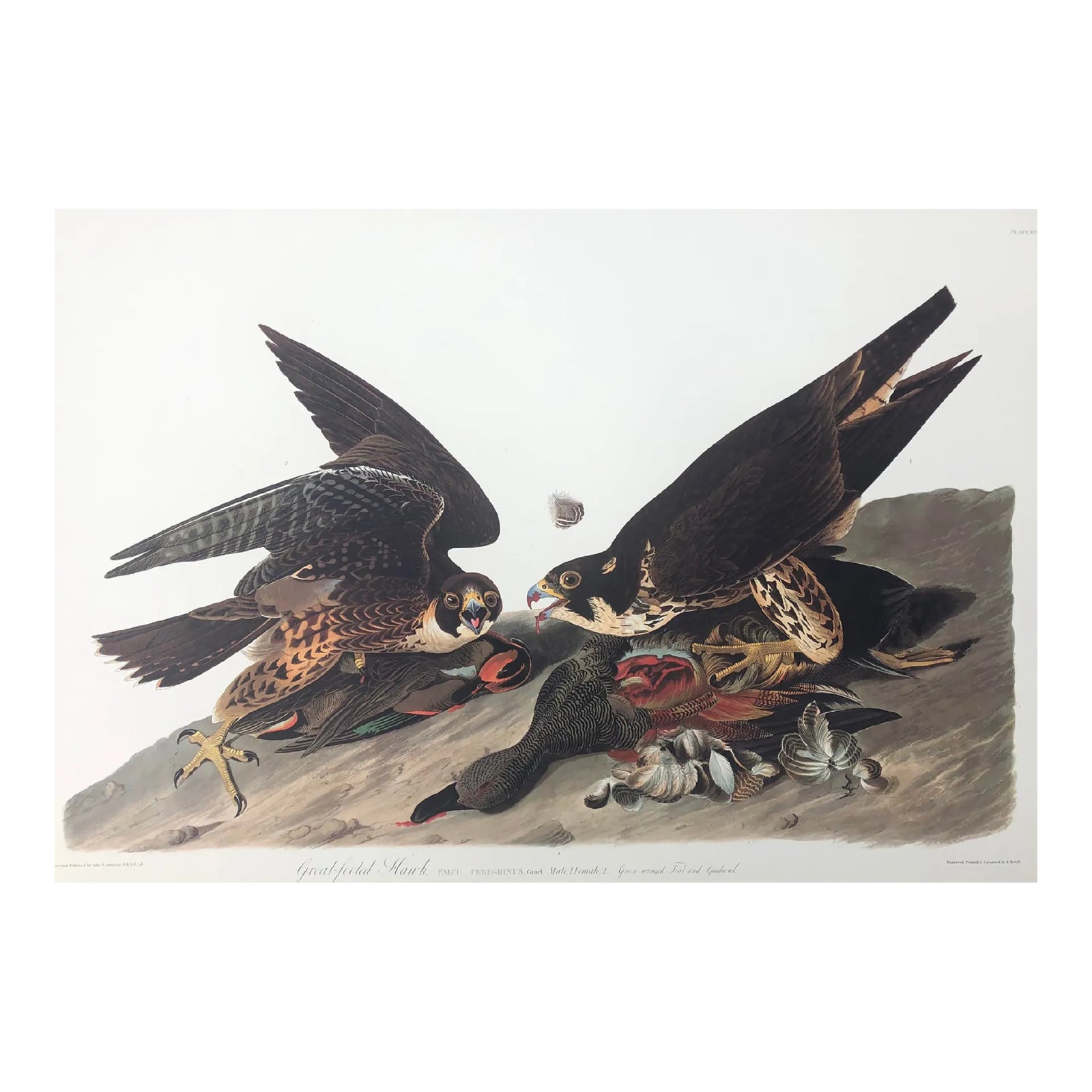 Audubon Great Footed Hawk From Abbeville Edition | Chairish