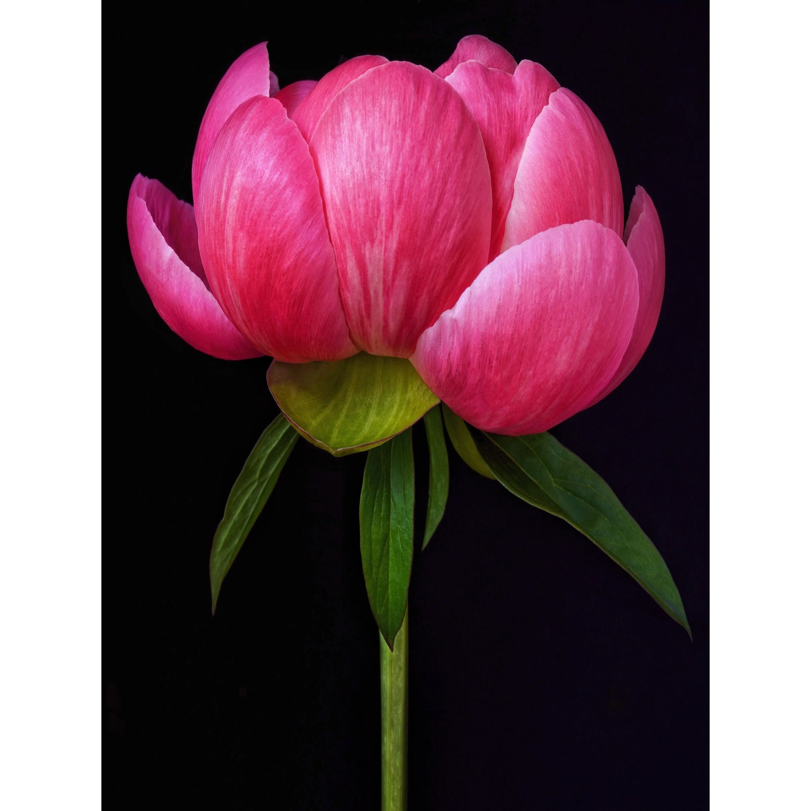 Photographic Botanical Print, "Bloom" by Artist Debi Shapiro | Chairish