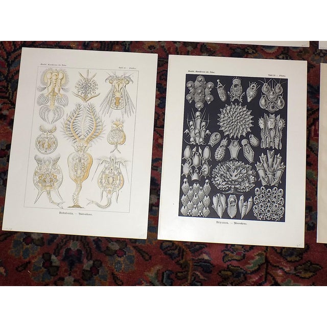 Antique 19th Century Ernst Haeckel Hand Colored Sea Creature ...