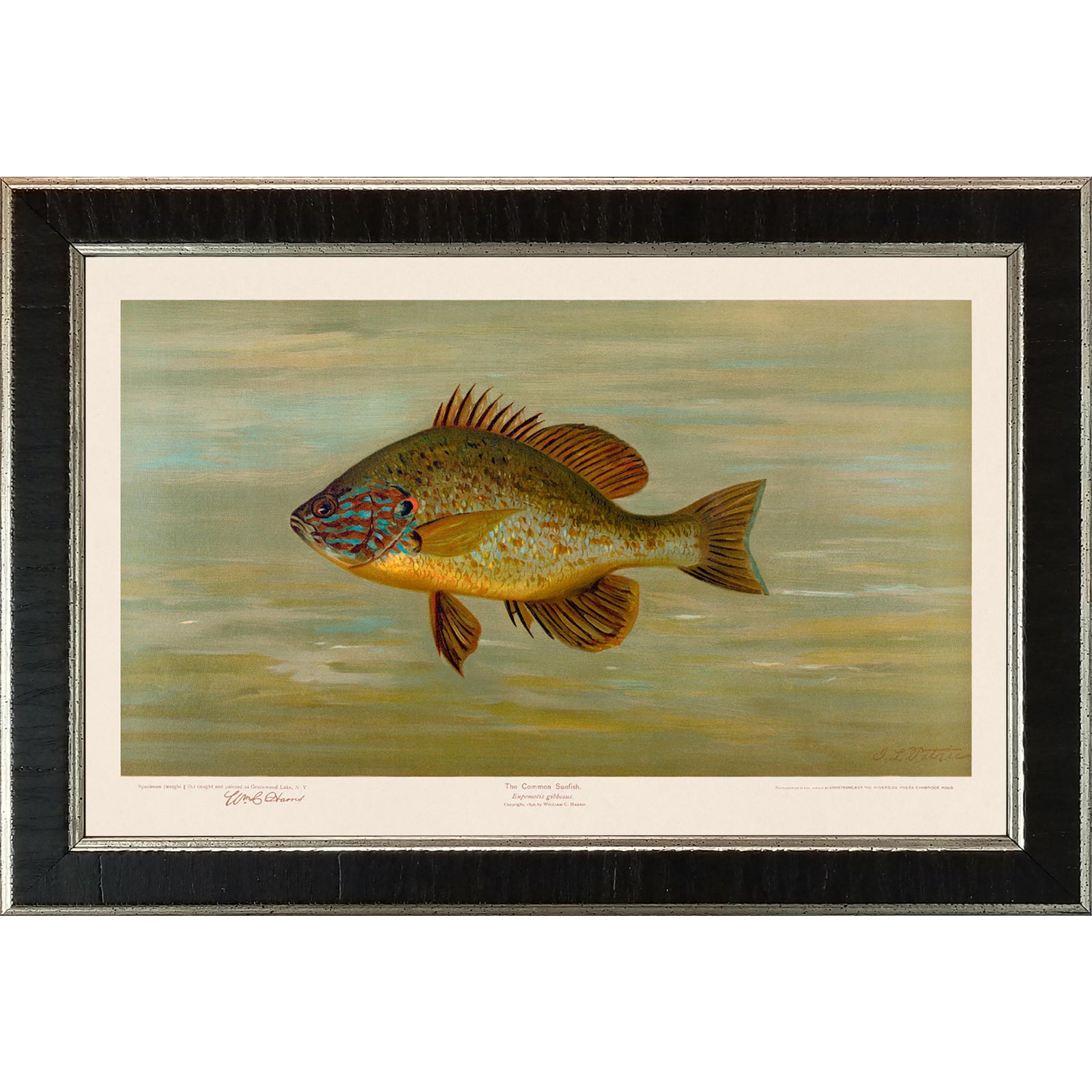American Fish 35 the Common Sunfish by Harris CFA Edition Giclee Print ...