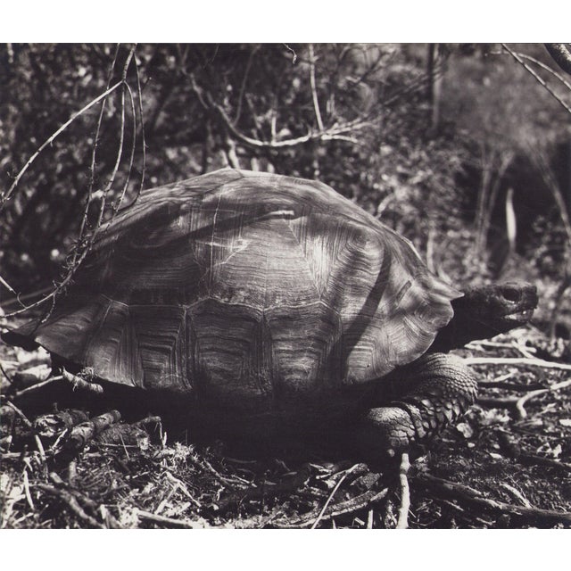 Hanna Seidel, Galápagos Turtle, Black and White Photograph, 1960s ...