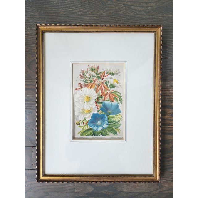 Pair of Gold Framed 1895 Antique Original Botanical Chromolithograph ...