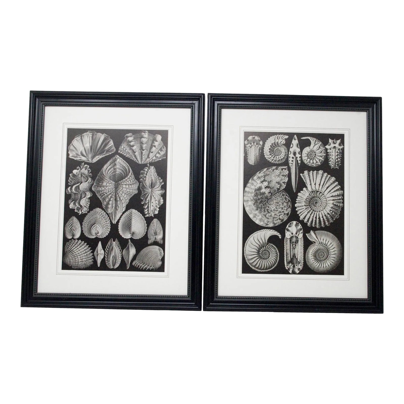 Late 20th Century Black and White Shell Prints, Framed - a Pair | Chairish
