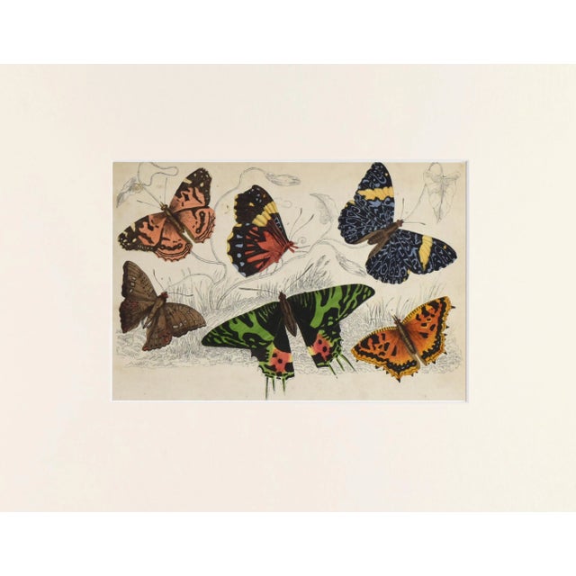 19th Century Hand Colored English Butterfly Engraving by Goldsmith ...