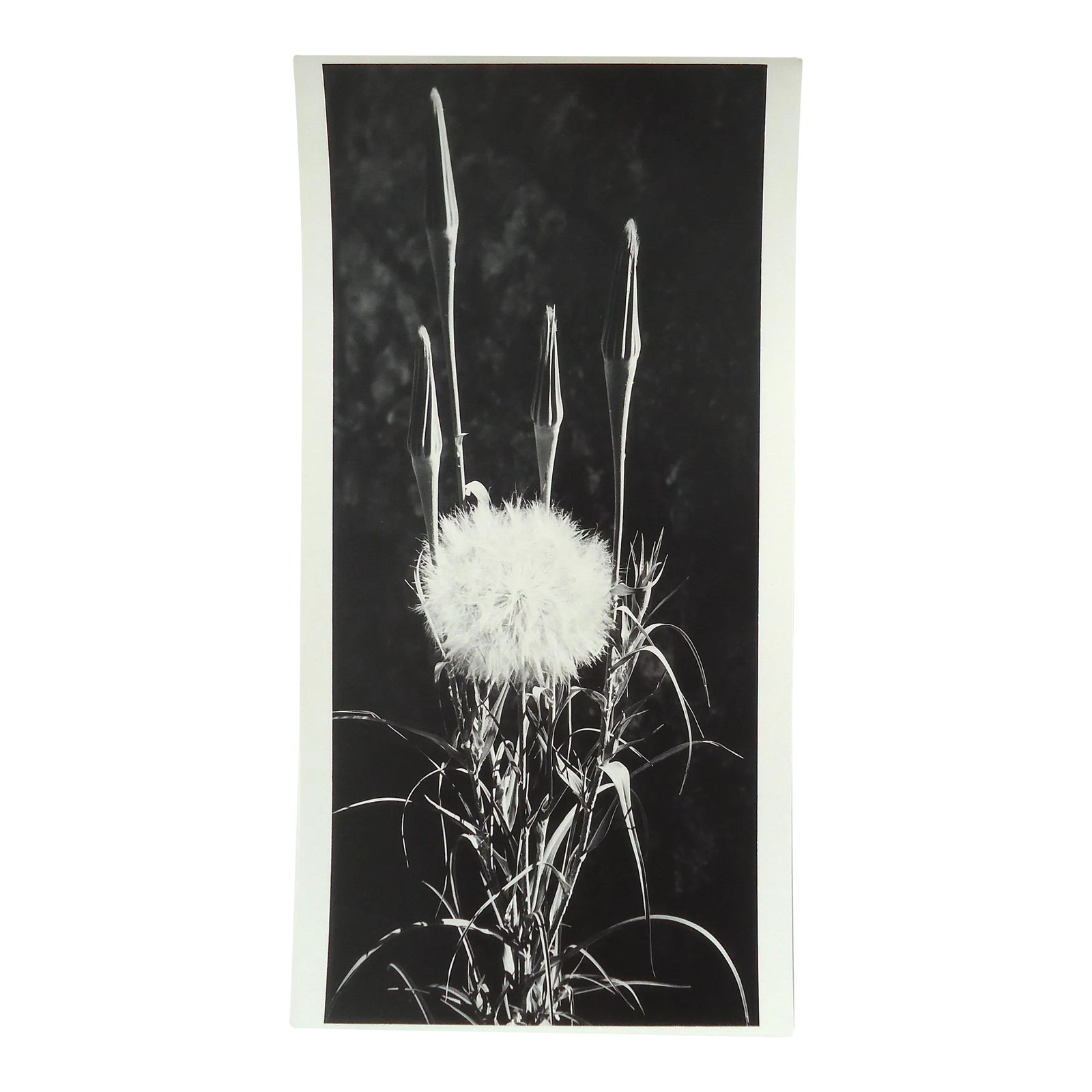 Dean W Hand Mid 20th Century Photograph of a Weed | Chairish