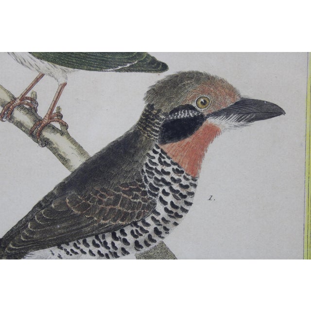 18th Century Antique French Francois Martinet Colored Tropical Bird ...