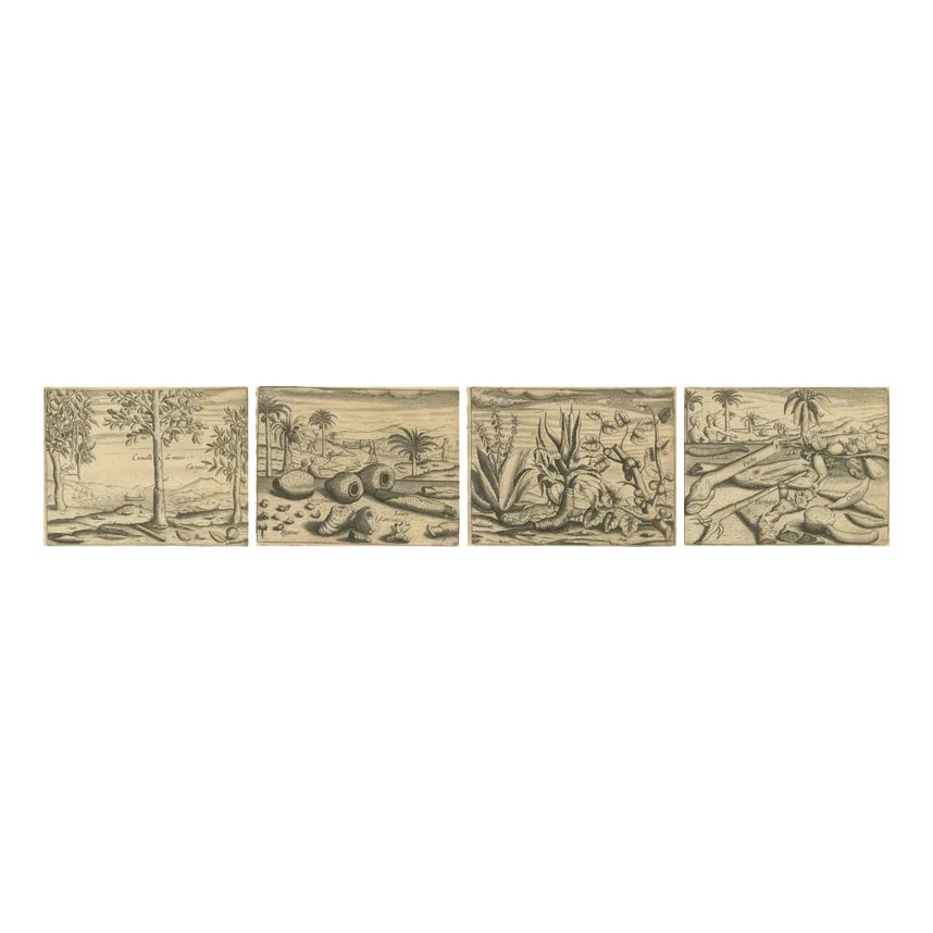 Cinnamon and Aloe and Aromatic Plants, 1598, Paper, Set of 4 | Chairish