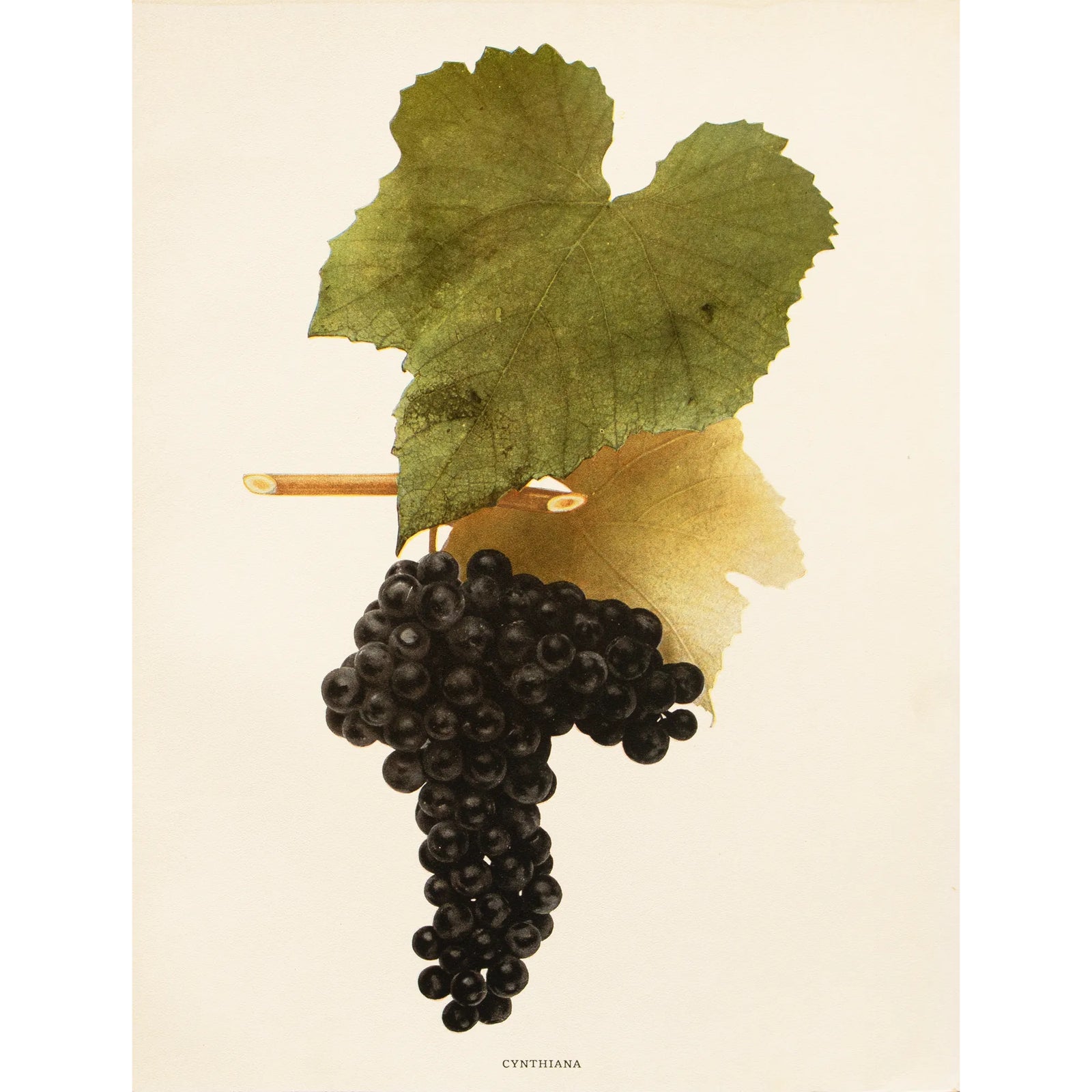 1900s U. P. Hedrick, Original Antique Photogravure of Cynthiana Grapes ...