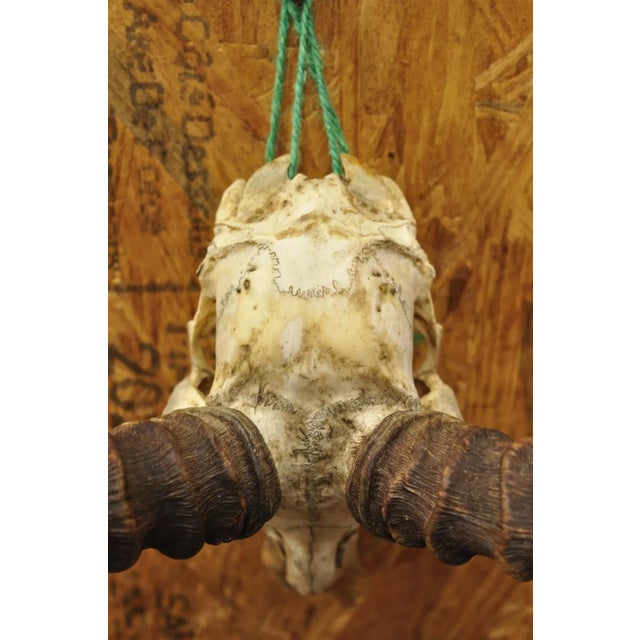 Vintage Impala African Antelope Cranium Skull Horn Mount Wall Taxidermy ...