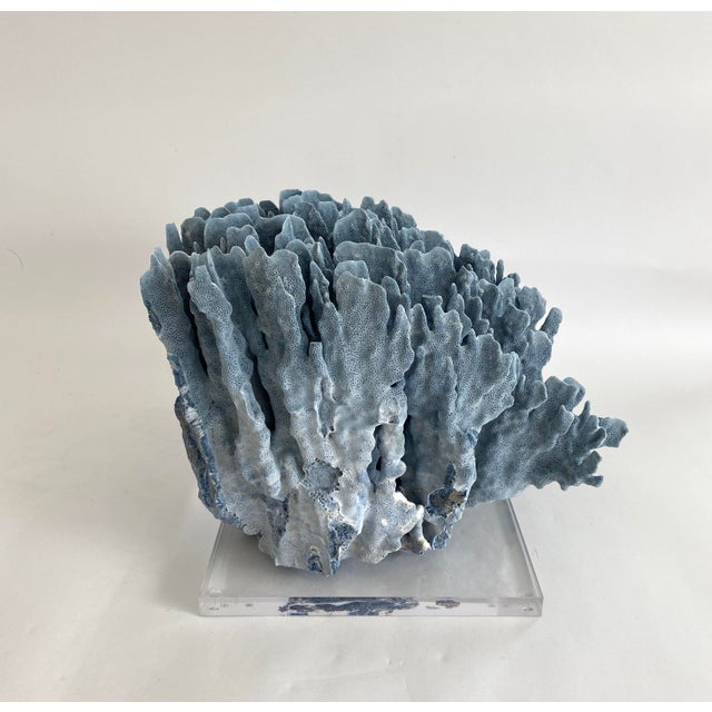 Statement Size Natural Blue Coral on Acrylic Base | Chairish
