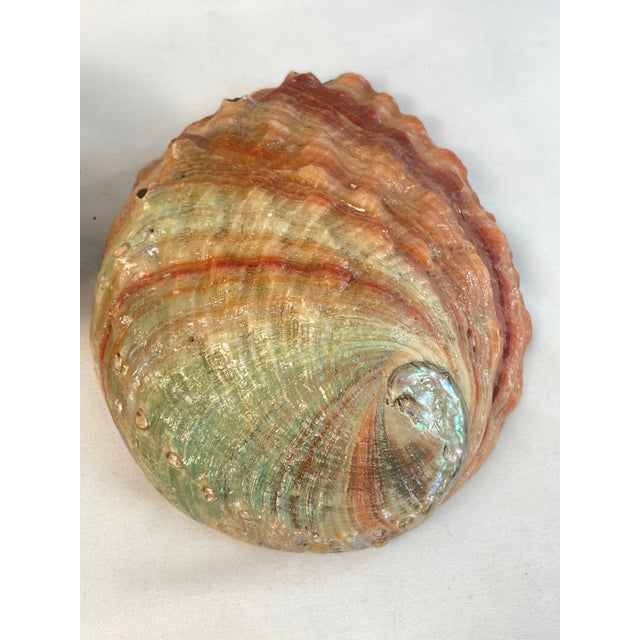 Pair of 1970s Large Polished Red Abalone Shells | Chairish
