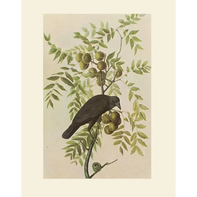 1966 American Crow After John J. Audubon, Cottage Print | Chairish