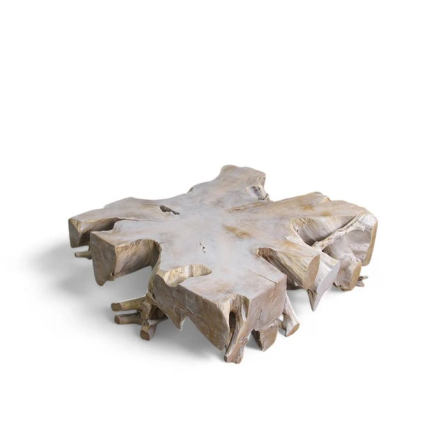 Organic Modern Bleach White Teak Root Coffee Table | Chairish