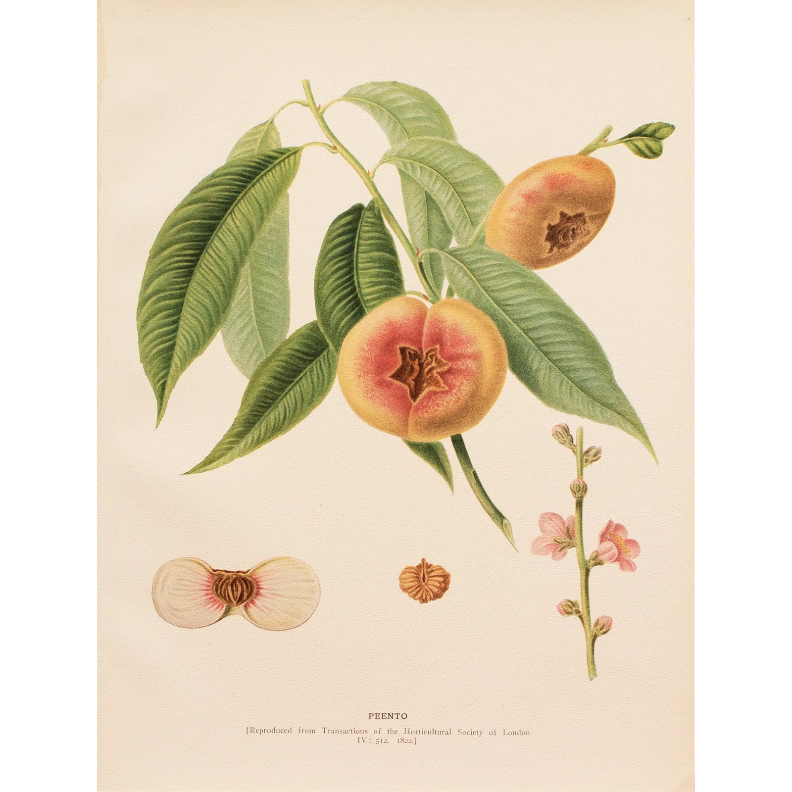 1900s U. P. Hedrick, Original Antique Photogravure of Peento Peaches ...