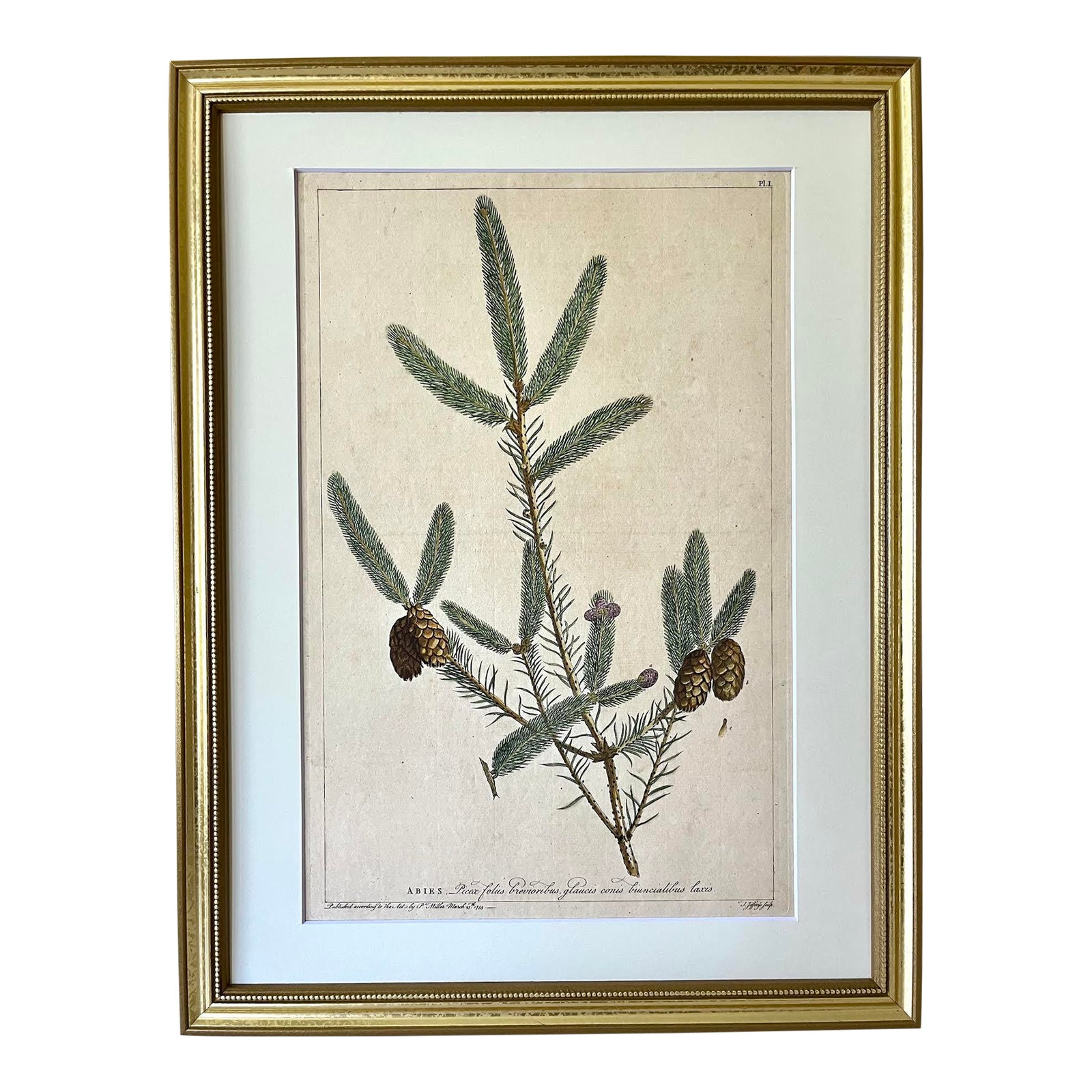 Antique Large Botanical Print Silver Fir Tree by Phillip Miller London ...