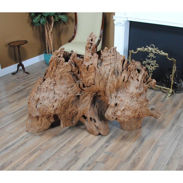 Vintage Live Edge Tree Root Sculpture | Chairish