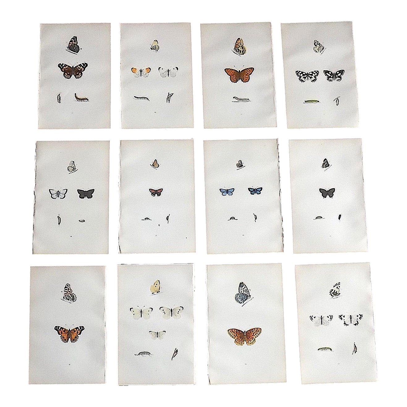 Antique 19th Century Hand Colored Butterfly Lithographs - Set of 12 ...
