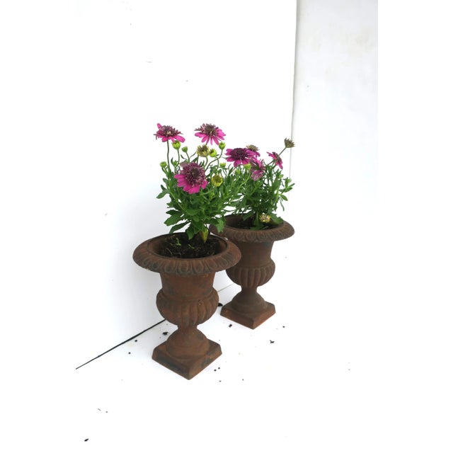 Neoclassical Iron Urns Flower or Plant Planters Jardinières, Pair ...