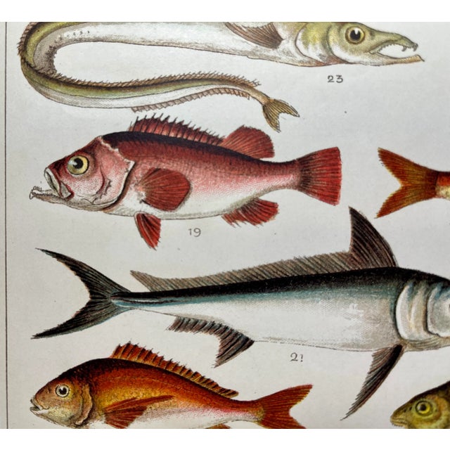 Antique Fish Print From England Featuring a Pandora, Bergylt, Shadow Fish, Swordfish , Hairtail ...