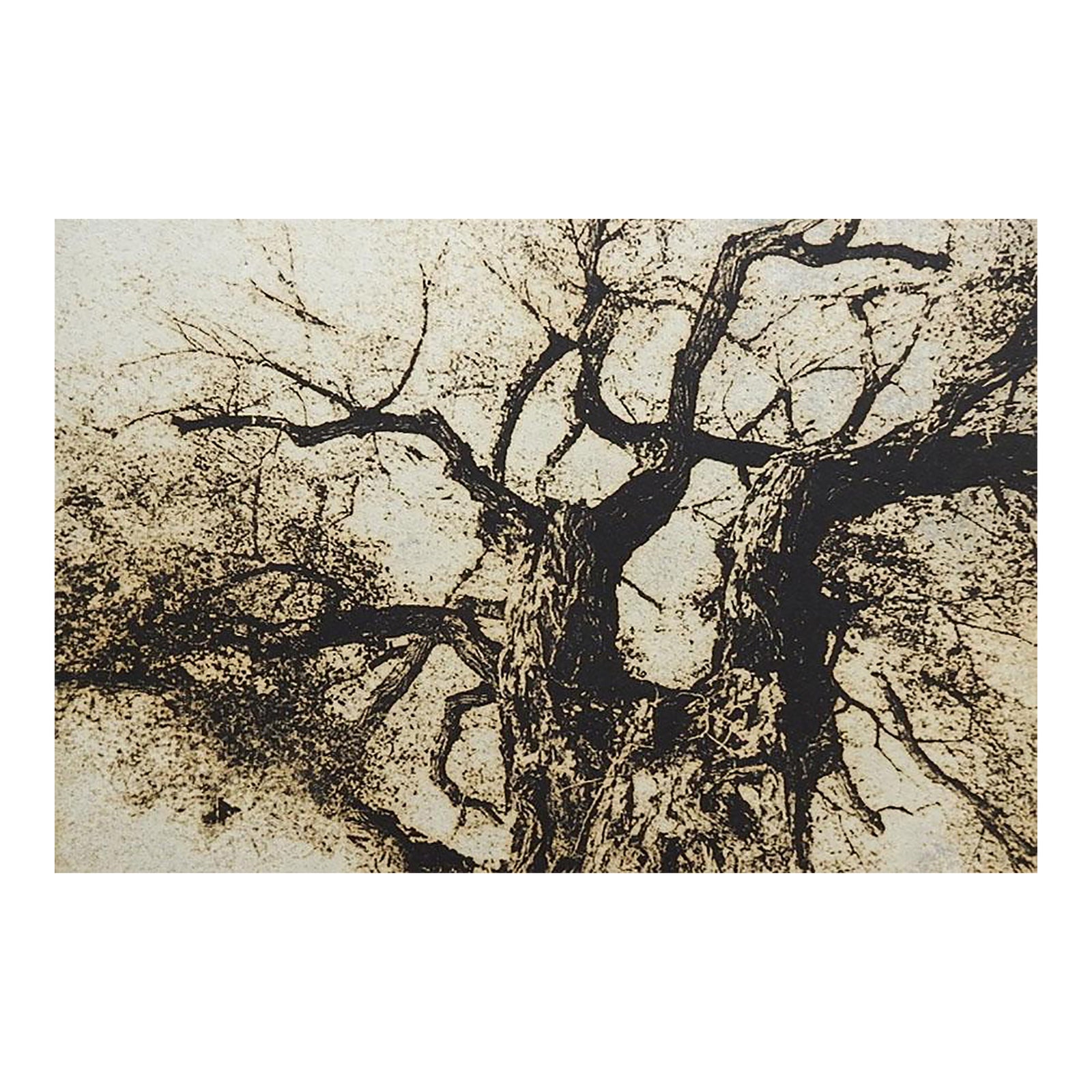 Late 20th Century Sepia Cyanotype Tree Photograph | Chairish