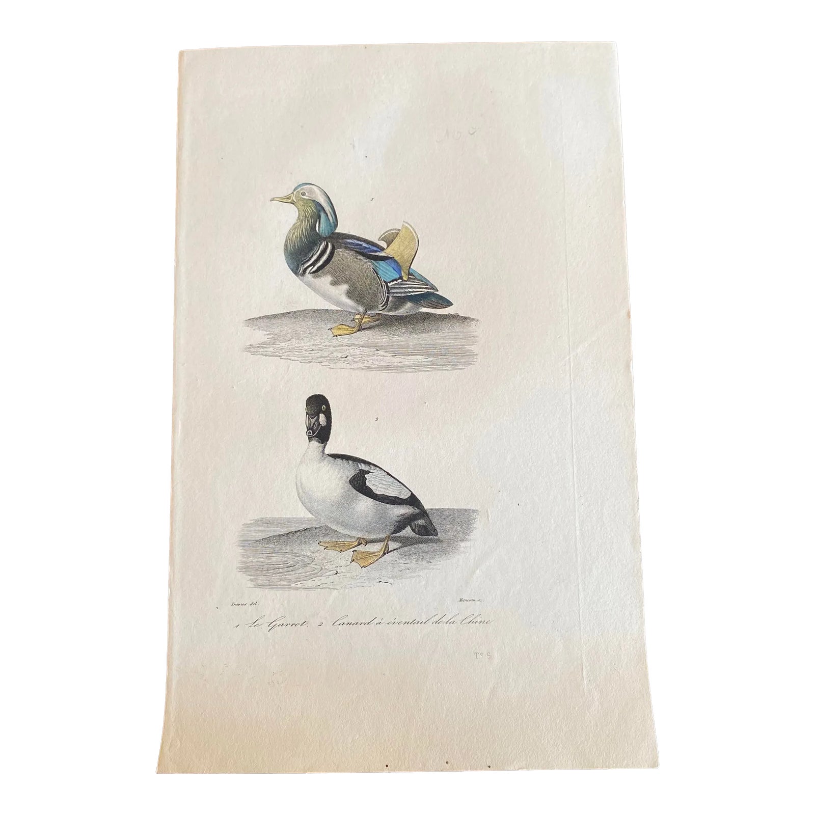 French Antique 18th Century “Le Garrot” Bird Engraving Hand Colored ...