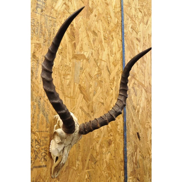 Vintage Impala African Antelope Cranium Skull Horn Mount Wall Taxidermy ...
