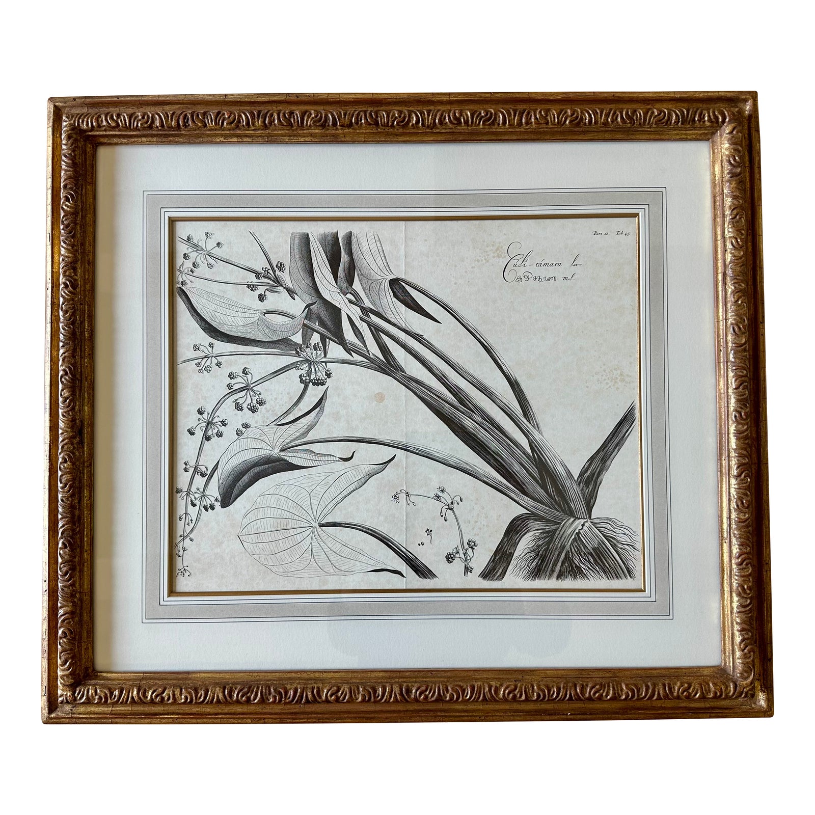 Dennis & Leen Botanical Print With Gilded Frame – DL-Art 41 | Chairish