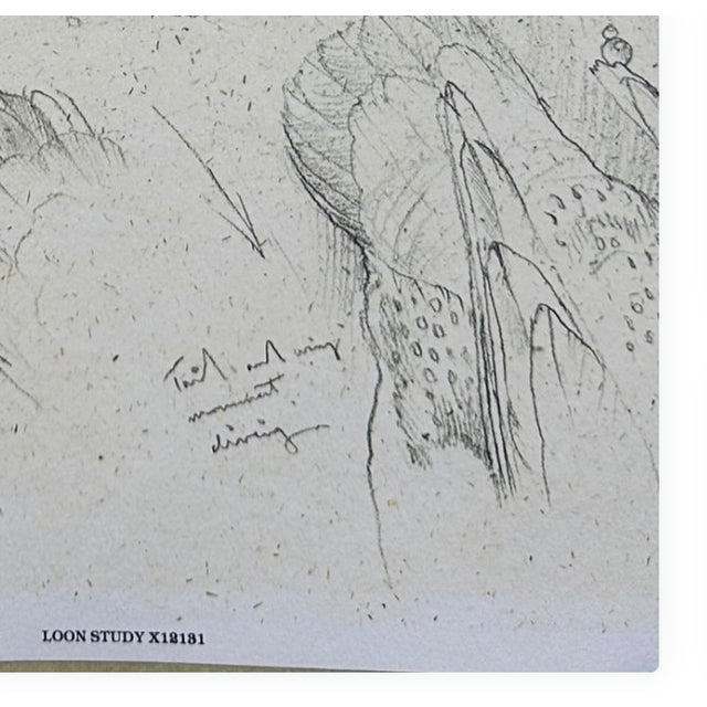 1960s Martin Glen (M.G.) Loates, Common Loon Study Drawing | Chairish