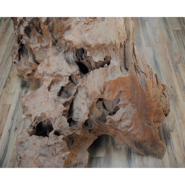 Vintage Live Edge Tree Root Sculpture | Chairish