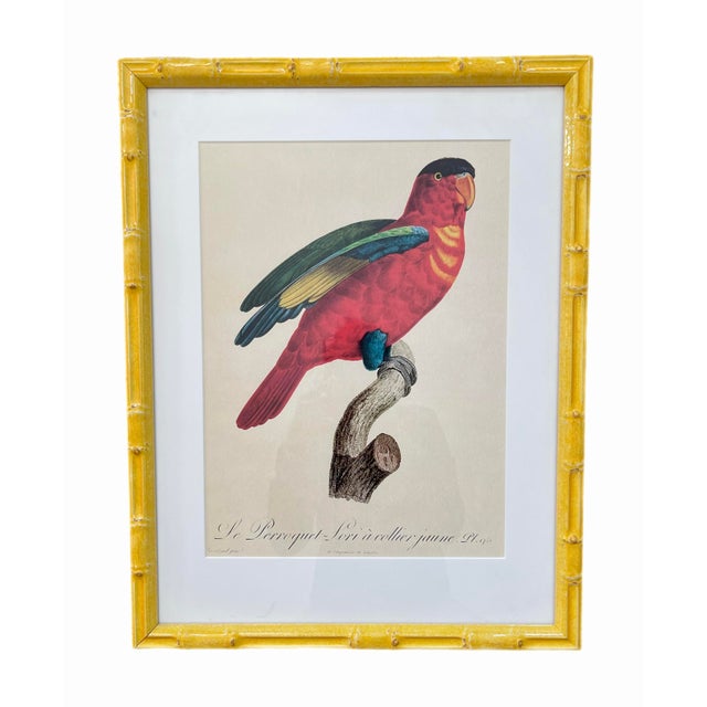 Jacques Barraband (1768-1809) Vintage Parrot Prints -- a Pair | Chairish