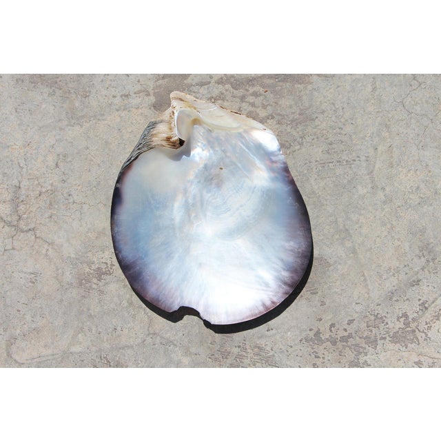 19th Century Large French Shell Depicting Christopher Columbus Holding ...