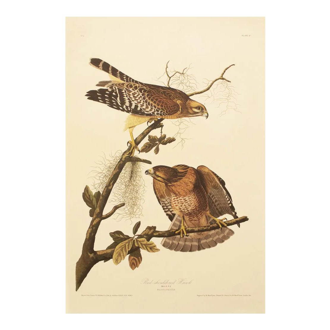1990s Red-Shouldered Hawk After Audubon, Large Cottage Style Print ...