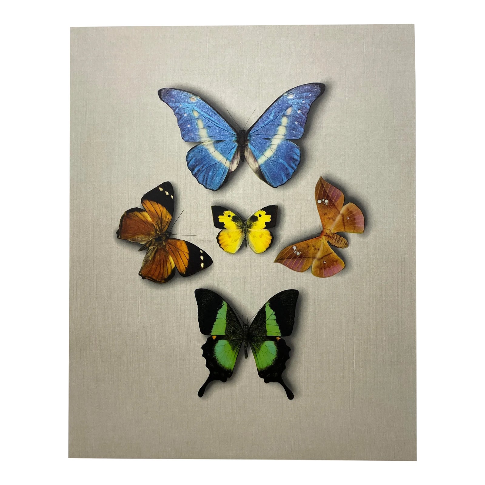 Butterfly Still Life Print | Chairish