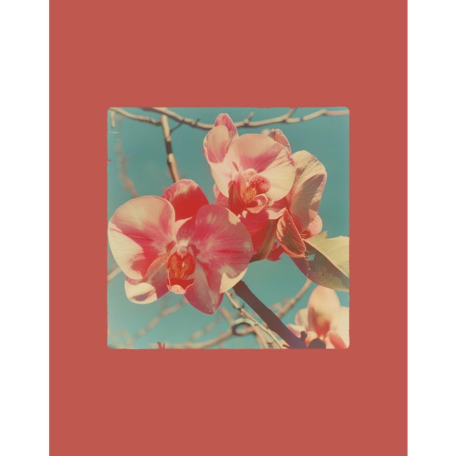 Scott Runkel's Beverly Hills Orchid Bloom With Muted Red Border Giclée ...