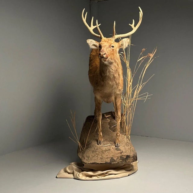 Life-Size Taxidermy Full Body Deer on Faux ConcreteBase, Barasingha ...